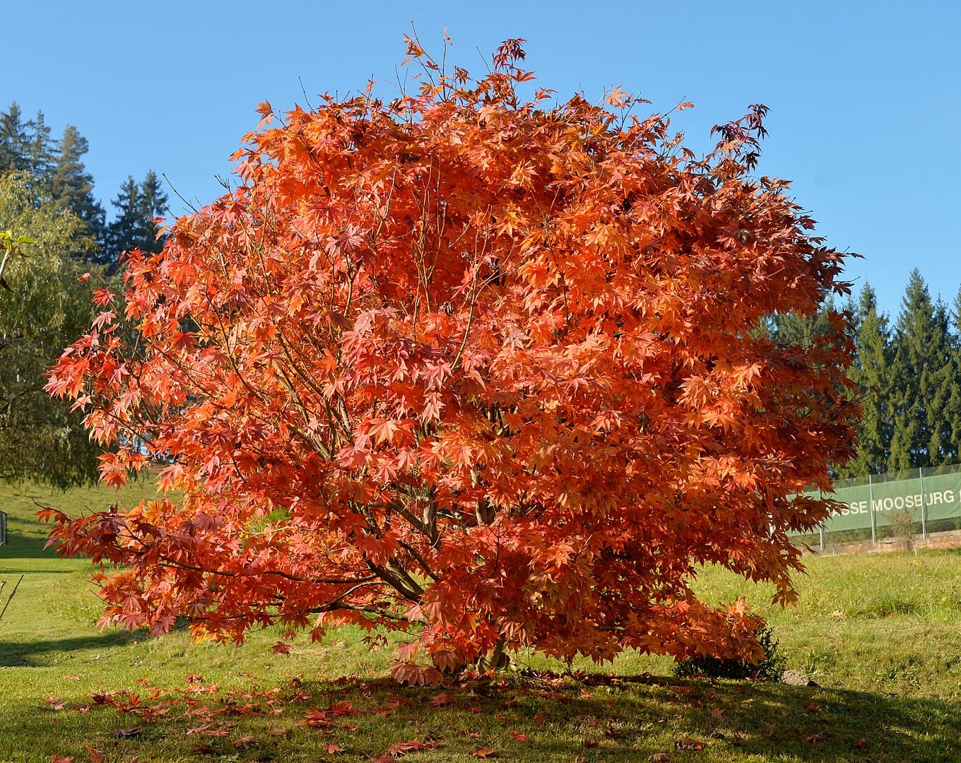 Klony w ogrodzie – najlepsze gatunki i odmiany do uprawy