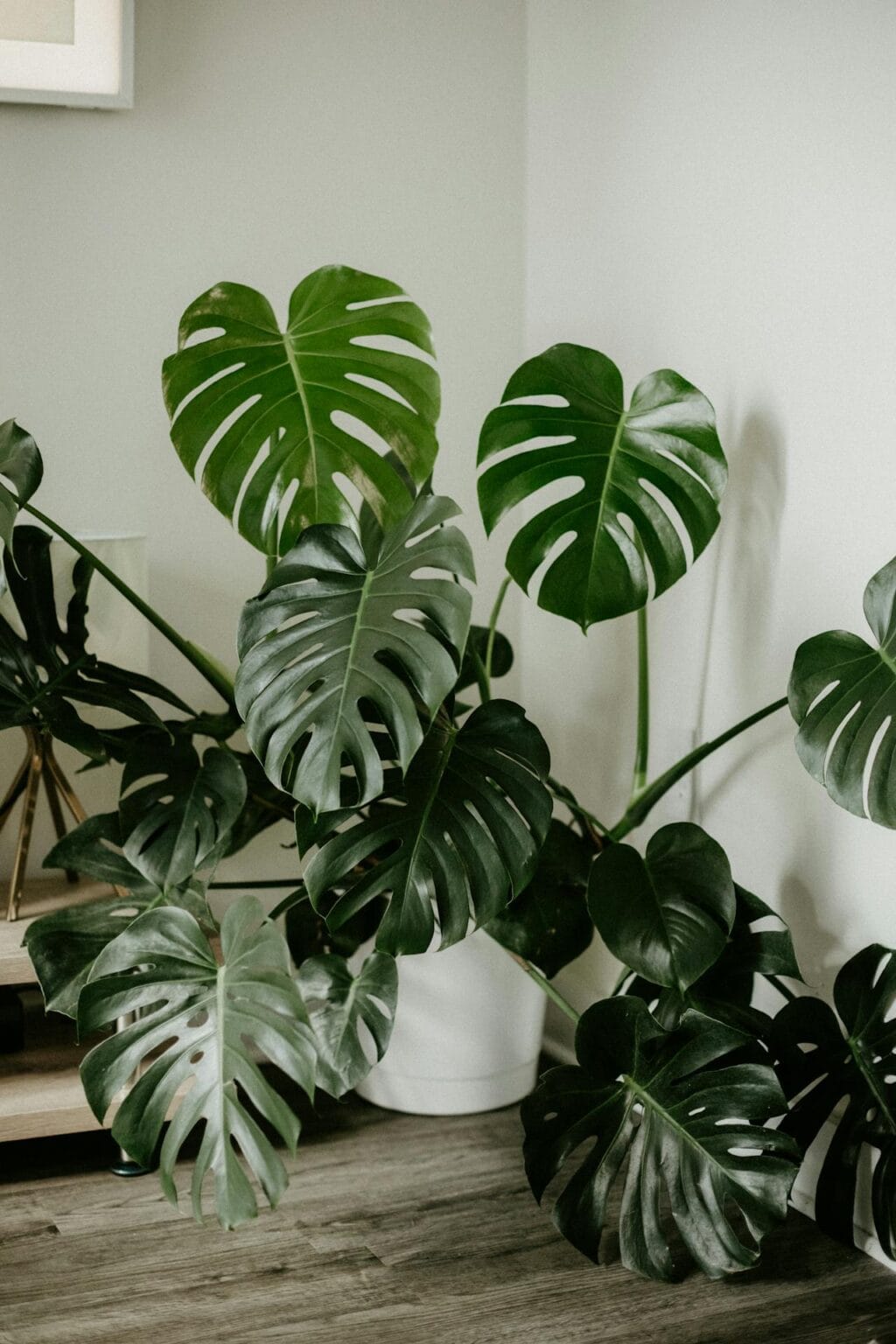 Monstera w Domu – Przewodnik po gatunkach i pielęgnacji
