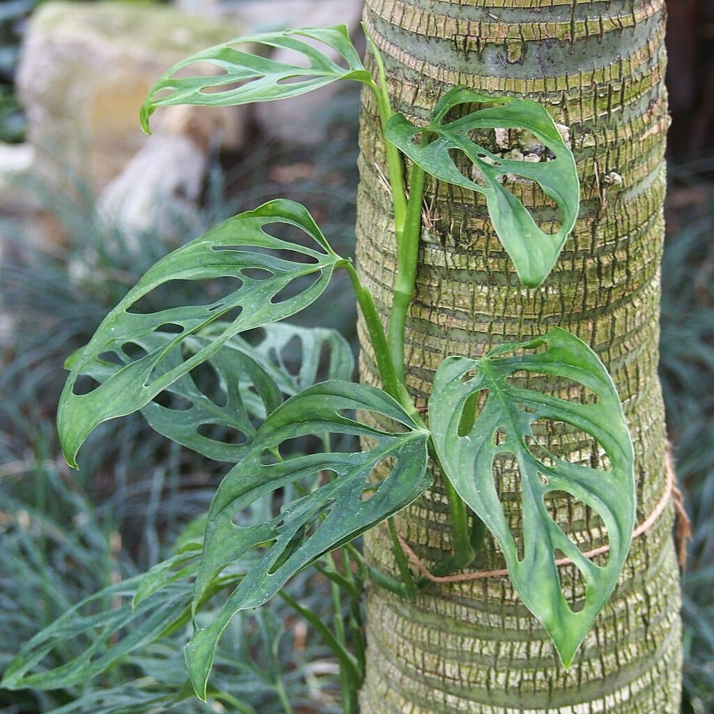 Monstera w Domu – Przewodnik po gatunkach i pielęgnacji