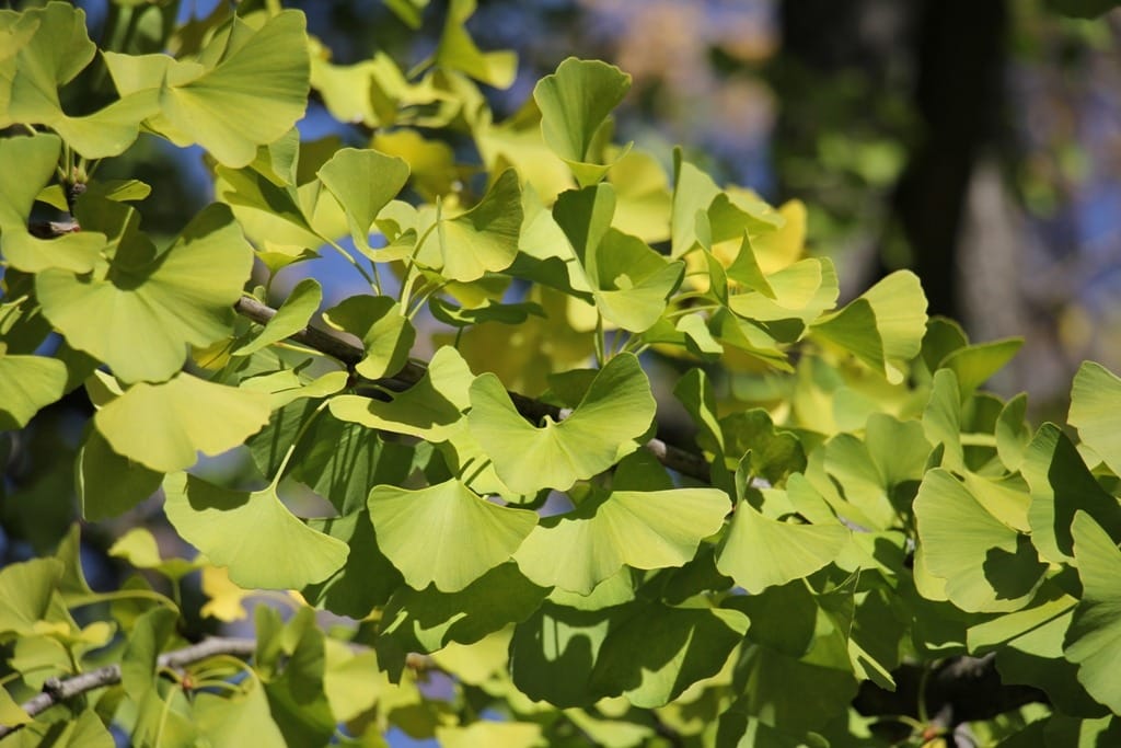 Miłorząb (Ginkgo)